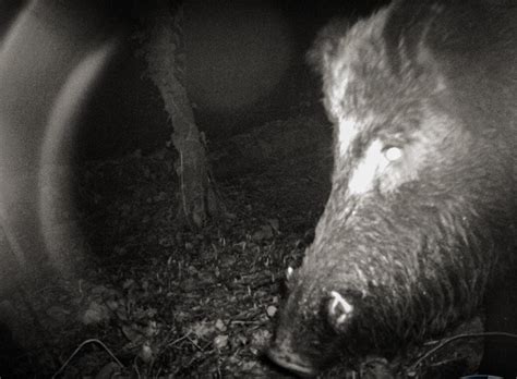 ბაწარა ბაბანეურის დაცული ტერიტორიები Batsara Babaneuri Protected Areas