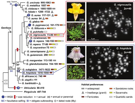 Phylogeny Genome Size And Life Style Within The Genus Genlisea And