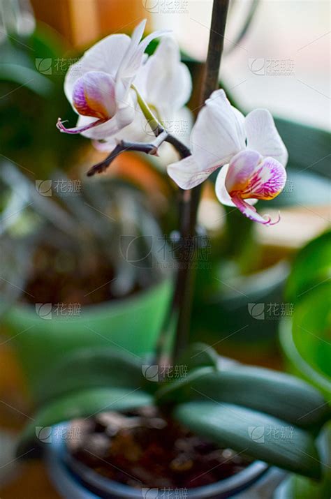蝴蝶兰 兰花 白色 紫色 兰花科植物 花卉商 垂直画幅 美 无人 特写