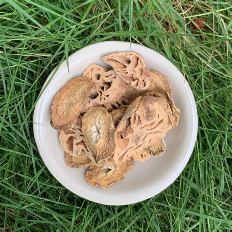 Jual Chew Snacky Dried Lotus Root Mix Burdock Root Chew Toys