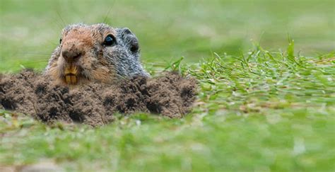Slide Get Rid Of Gophers Gopher Control Kastle Kare Pest Control