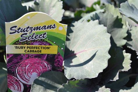 Ruby Perfection Cabbage
