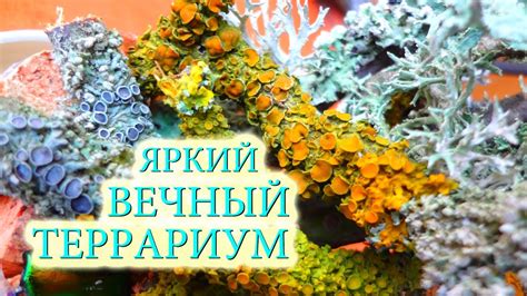 Новый вечный террариум (лишайники) - YouTube