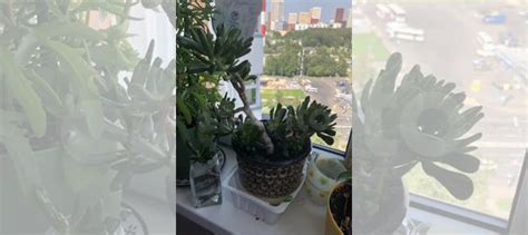Крассула толстянка купить в Москве Товары для дома и дачи Авито