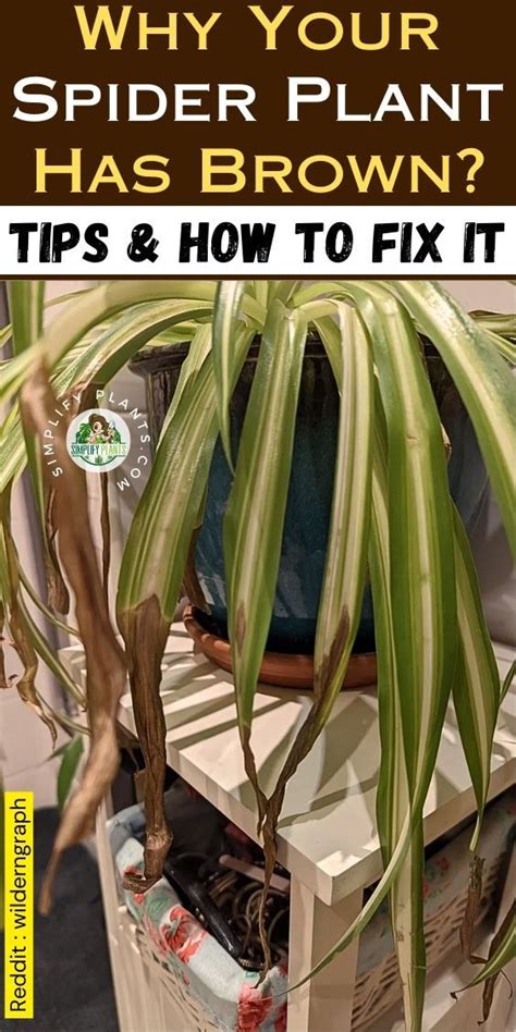 Why Your Spider Plant Has Brown Tips And How To Fix It Spider Plants