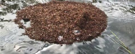 Terrifying Rafts Of Stinging Fire Ants Are Now Floating Around After