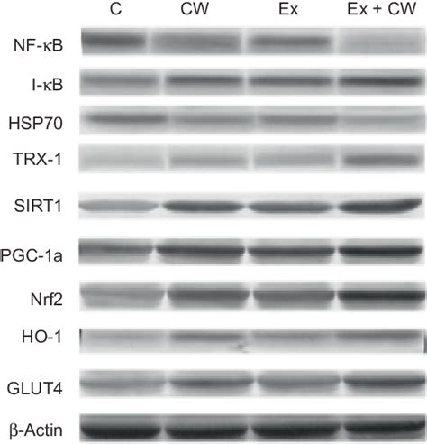 Effect Of Different Treatments On Protein Expression Levels Western