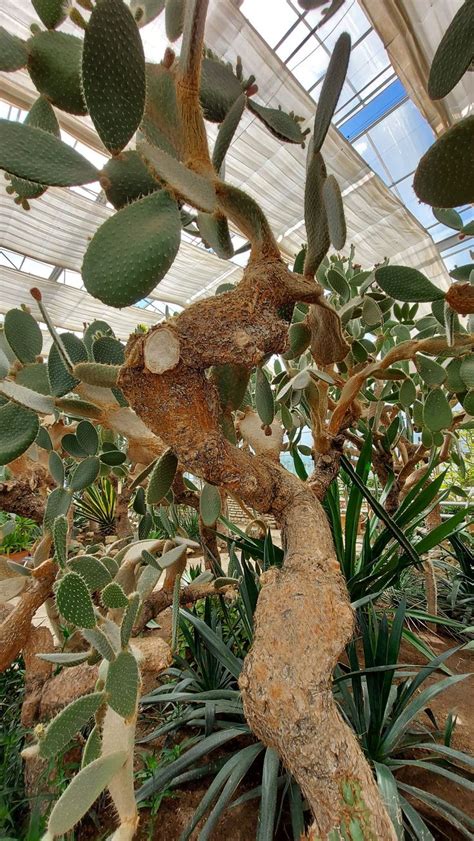 Botanical Garden Cactus