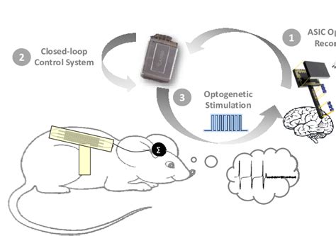 a high level block diagram of proposed bidirectional neural interface download scientific
