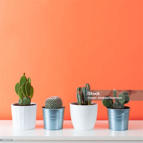 다른 냄비에 다양 한 선인장 식물의 컬렉션입니다 산호 오렌지 컬러 벽에 흰색 선반에 선인장 하우스 식물 화분 꽃 식물에 대한