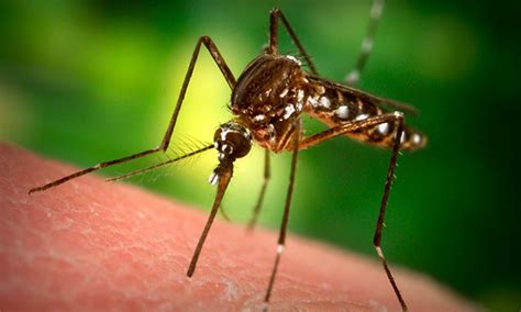 Eastern Equine Encephalitis Virus Transmission Symptoms And Treatment