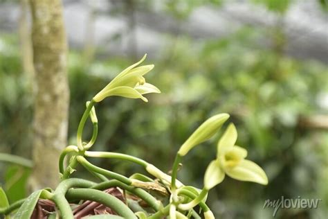 Planta y flor de vainilla planifolia es una orquídea que da pinturas