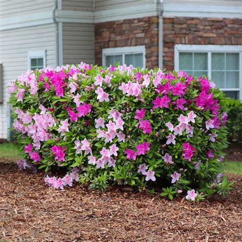 Azalea Shrubs For Landscaping Encore Azaleas Growing Them In Georgia