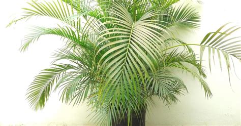 Types Of Indoor Palm Trees Pictures And Names