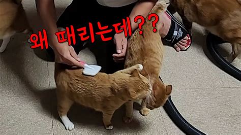 엄마 고양이가 자식들을 때리는 이유밀착취재정밀분석 Youtube