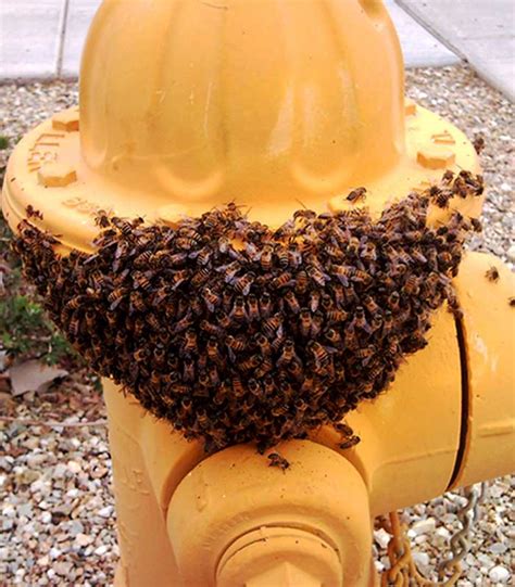 Bee Removal Mesa AZ Professional Bee Service