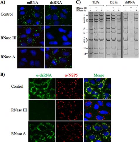 Rna Present In The Cytoplasm Of Infected Cells Is Viral Dsrna A Download Scientific Diagram