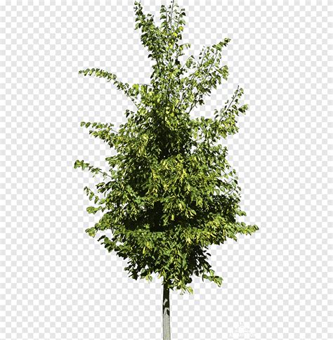 Twig Wreath Tree Shrub Graphy Tree Maple Branch Png PNGEgg