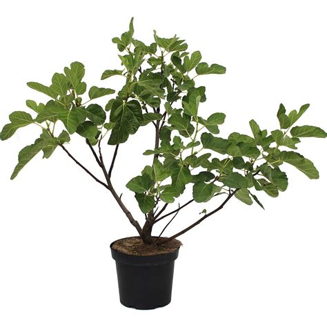 Zulauf Feigenbaum Ficus Carica Dalmatie Acheter Sur Galaxus