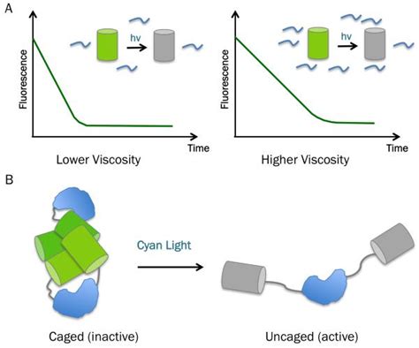 Photoswitchable Fluorescent Proteins Ten Years Of Colorful Chemistry And Exciting Applications