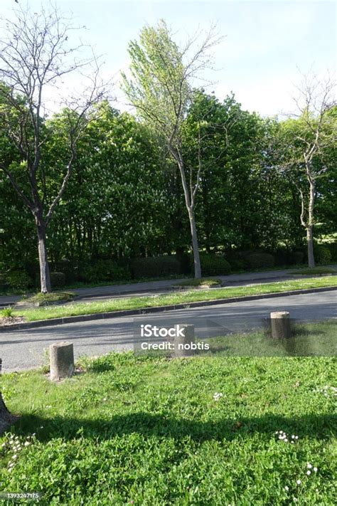 도시 공원과 나란히 나무와 콘크리트 볼라드가 늘어선 이중 차선 도로 주차 공간 0명에 대한 스톡 사진 및 기타 이미지 0명 거리 건축 Istock