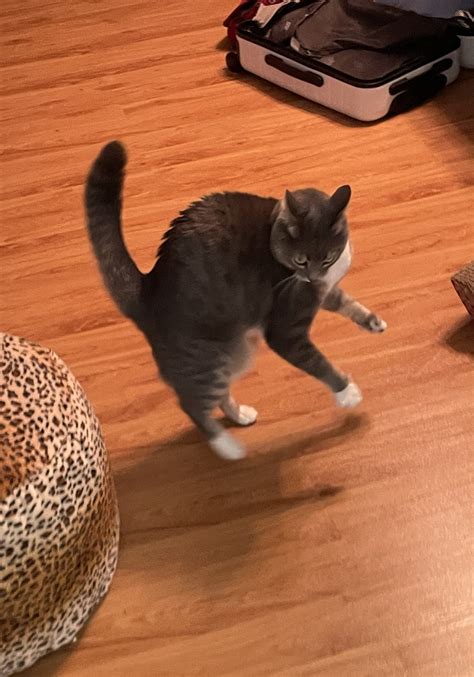 She Does This Weird Gremlin Pose Whenever I Come Out Of The Bathroom