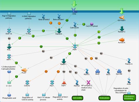 Cytoskeleton Remodeling Rala Regulation Pathway Pathway Map Primepcr Life Science Bio Rad