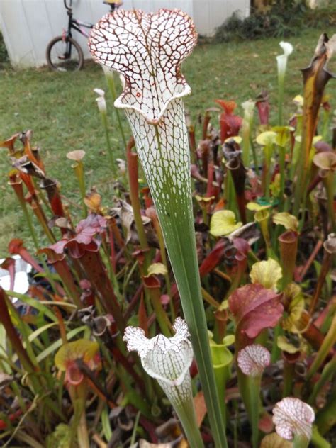 Sarracenia Leuco Pubescent Bob Hanrahan Carnivorous Plant