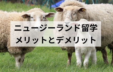 【ニュージーランド留学】おすすめポイントやデメリットまとめ 海外キャリア図鑑