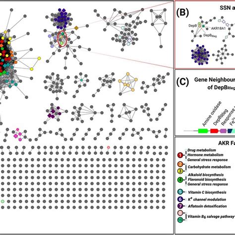 a 40 representative sequence similarity network ssn at a threshold