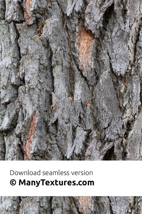 The Beauty Of Broken Tree Bark