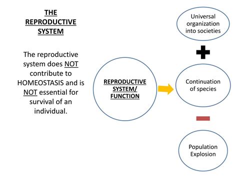 PPT FEMALE REPRODUCTIVE SYSTEM PowerPoint Presentation Free Download ID