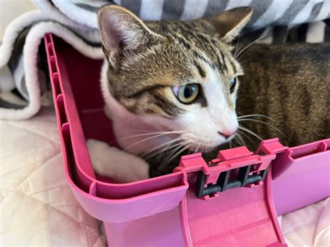 코리안숏헤어 네오 닥스훈트무료입양사이트 도베르만무료입양사이트 말티치무료입양사이트 말티폼무료입양사이트 보더콜리무료입양사이트 프렌치불독무료입양사이트 빠삐용무료입양사이트 파피용