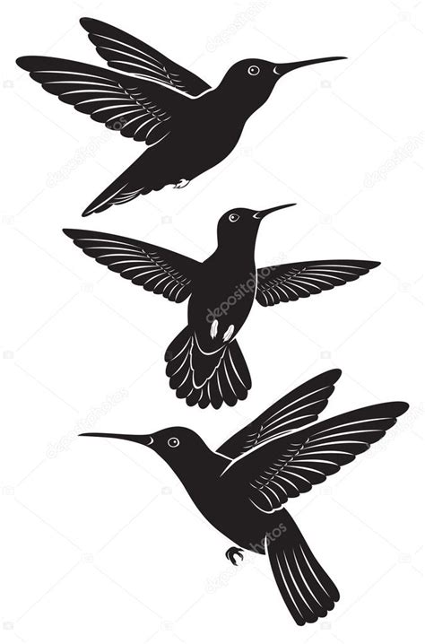 Colibrí vector gráfico vectorial kvasay imagen 19047077