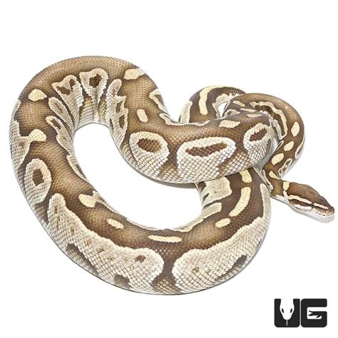 Female Mojave Ball Python Python Regius For Sale Underground Reptiles