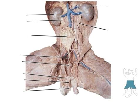 Bsc2086l Lab 10 Male Cat Urinary System Dissection Diagram Quizlet