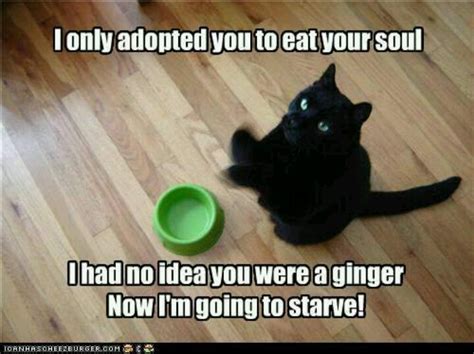 Pin By Lea Anne Borngesser On Ginger Ginger Jokes Ginger Humor Jokes