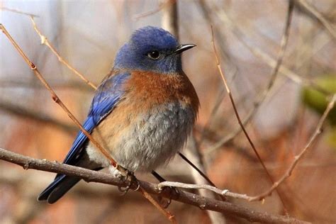 Julie Craves Tells How You Can Keep Wasps From Nesting In Bluebird