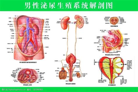 生殖系统图图片免费下载 生殖系统图素材 生殖系统图模板 图行天下素材网