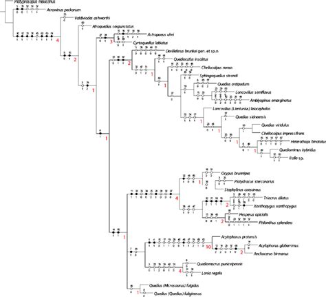 Strict Consensus Of 96 Most Parsimonious Trees From The Maximum