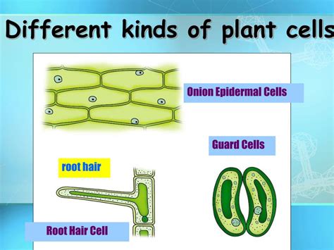 Ppt Basic Structure Of A Cell Powerpoint Presentation Free Download