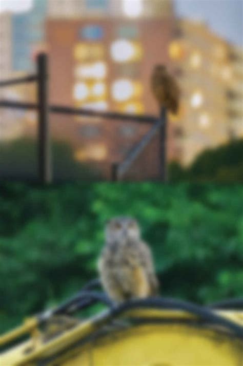 The Book Of Flaco Author David Gessners Homage To The Nyc Eagle Owl Air Mail