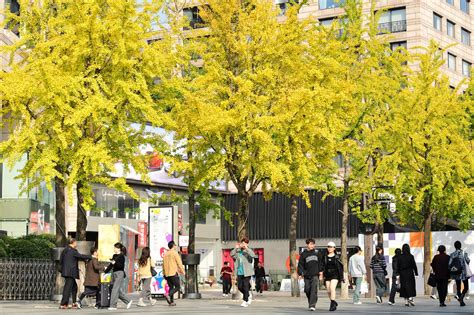 杭州湖滨步行街的银杏黄了