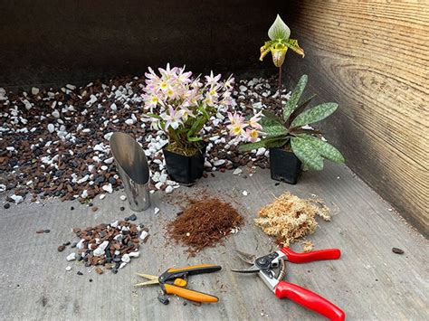 Repotting Orchids Tips And Tricks Orchidweb