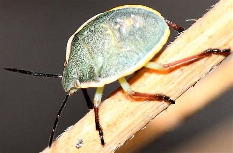 Green Bug Chlorochroa Bugguidenet