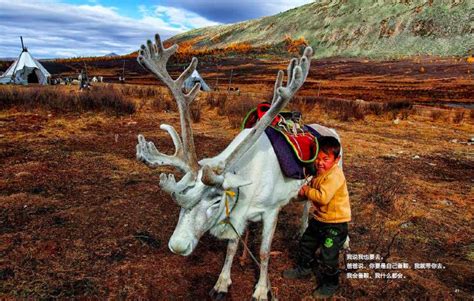驯鹿人的孩子 驯鹿人 驯鹿人骑鹿图片 大山谷图库
