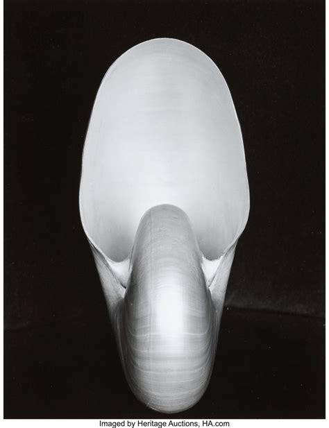 73030 Edward Weston American 1886 1958 Shell 1927 Auction
