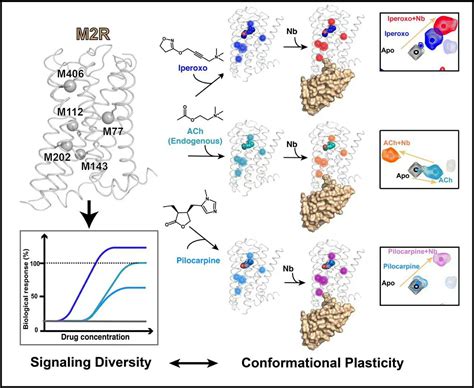 【合作研究】中心团队与brian Kobilka教授团队合作，专注于用核磁共振技术表征gpcr的动态行为 北京核磁共振中心