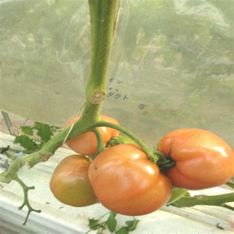 tomato segment instance segmentation model v14 2024 05 20 3 15pm by rksoft