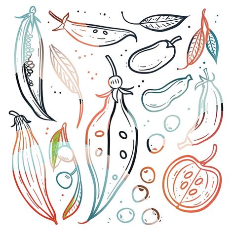 Premium Vector Pea Flat Vector Linear Templ Set Illustration High Quality